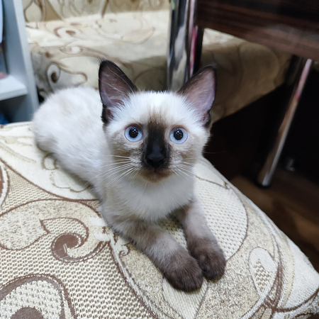 Продаются котята сиамские Сноу-шу