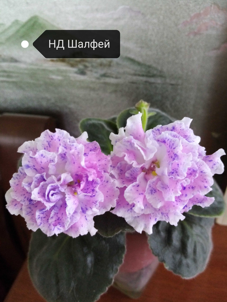 Продаются детки сортовых фиалок