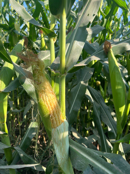 SILOS BOR 17 ga 90 kunlik
