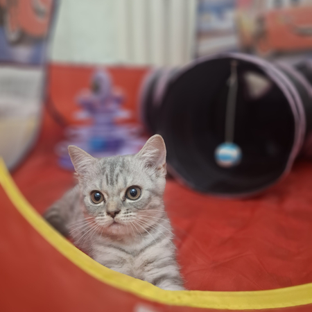 Котёнок скотиш страйт