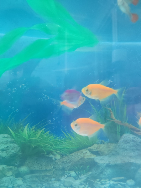 Ternitsa glo fish guppi