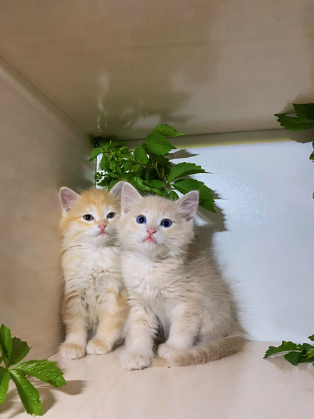 Скоттиш страйт месяцев
