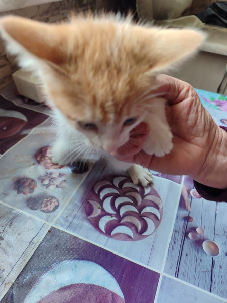 Котёнок в добрые руки