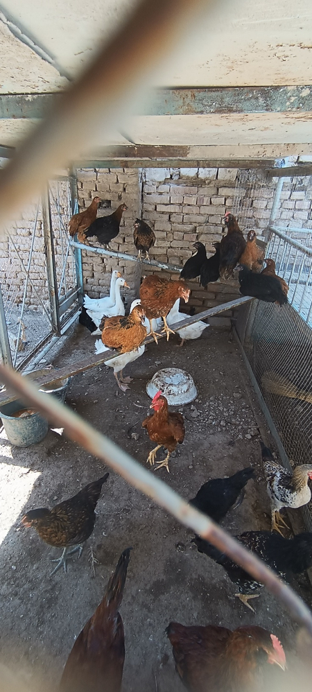 Karalevskiy gʻozlar 5 oylik