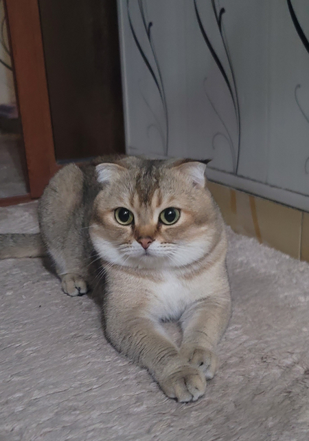 Шикарный Кот на вязку