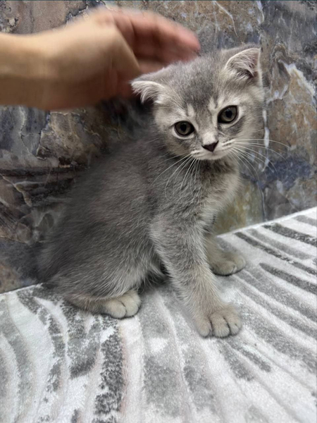Котёнок скоттиш фолд