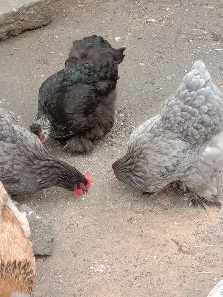 Продам свежие яйца породы брама для разведения цыплят куры привозные!