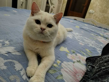 Shinshila mushuk sotiladi.toza qon toza zotli 100%