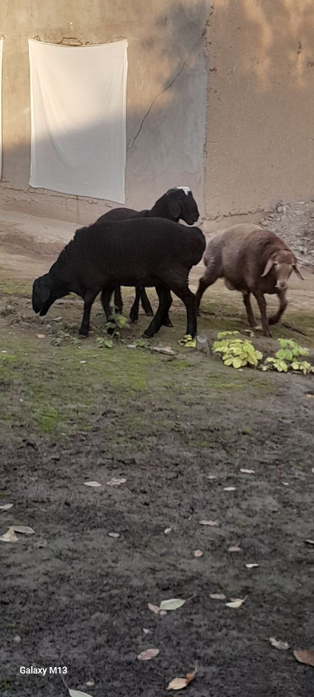 Qochqorlar sotiladi