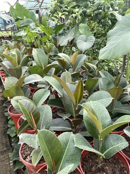 Fikusla sotiladi