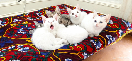 Продаются котята
