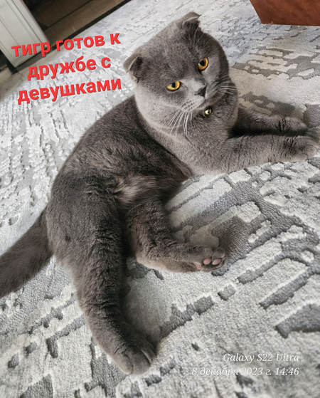 Продаётся котята