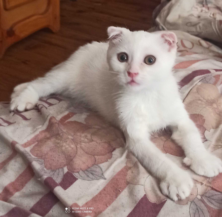 Scottish fold o'g'il VA qiz toza zotdor