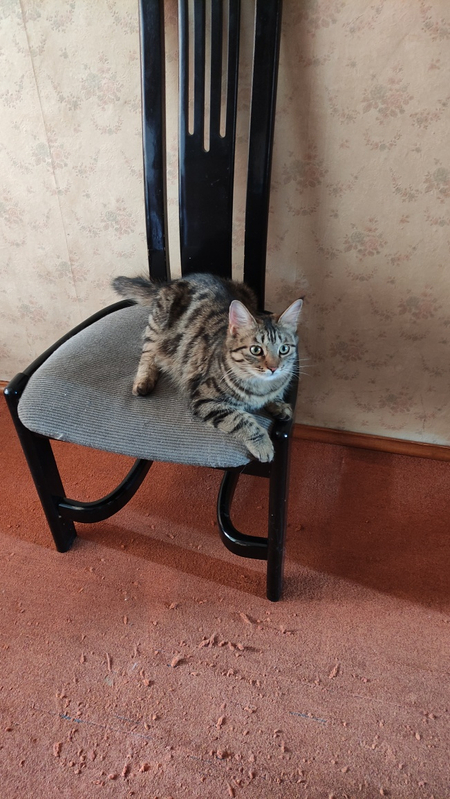 Отдам даром кошек