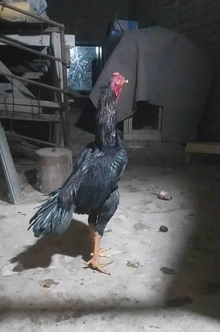 Xoroz sotiladi Turkga Karea