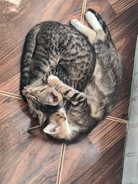 Отдам в хорошие руки котят