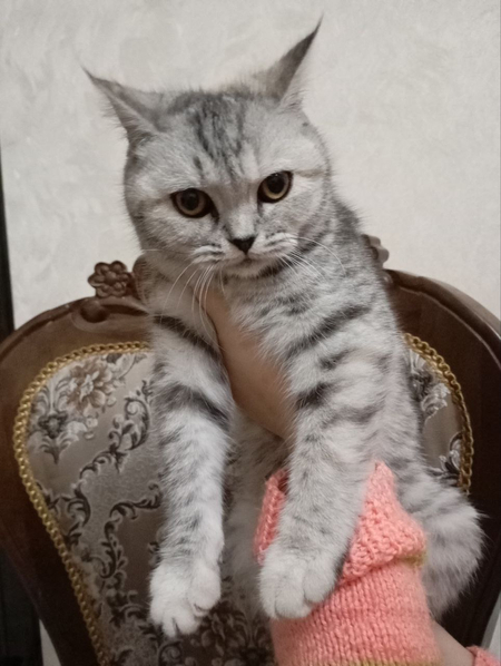 Кошка породы шиншиллы возраст 5 месяцев
