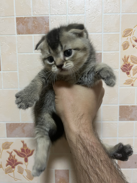 Mushik bolasi котёнок