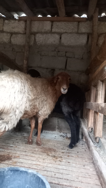 Qõchqorlar va qõylar sotiladi