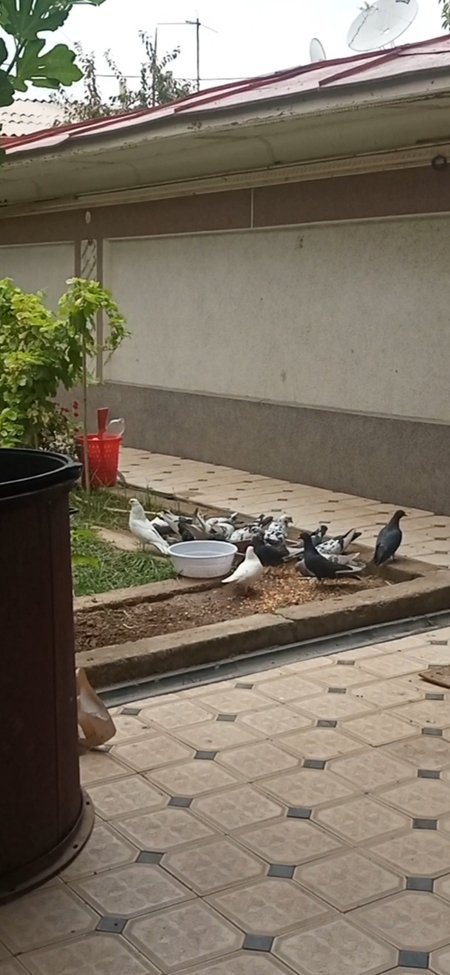 Kabutar sotiladi