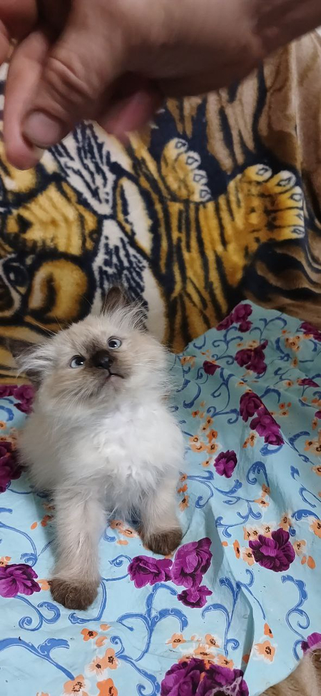 Продам сиамскийх котят 1,5 месяца