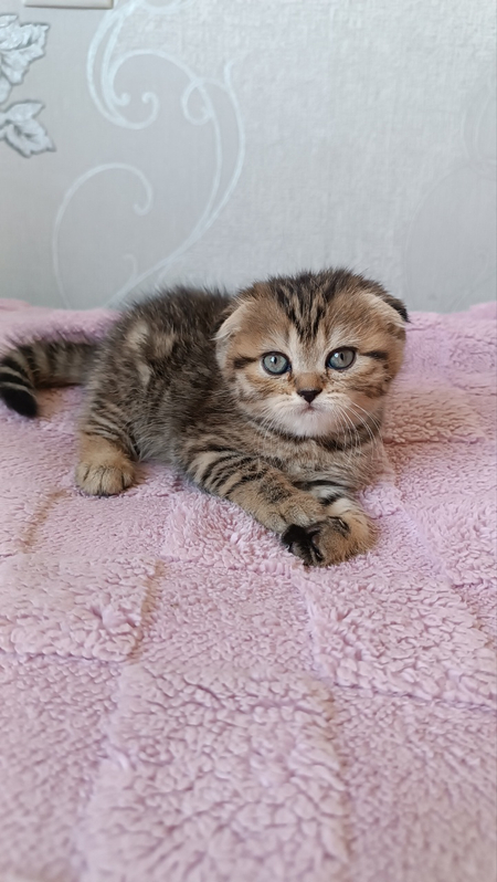 Котята породы фолд