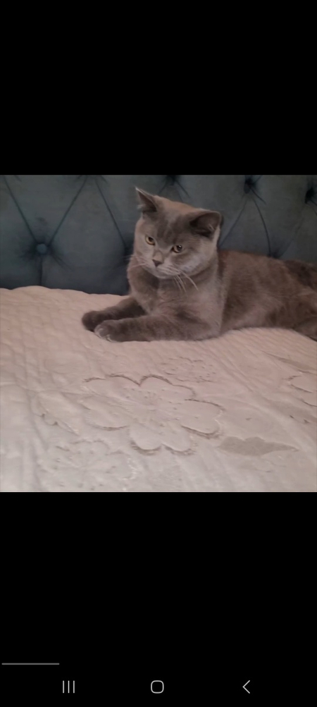 Скоттиш страйт кот