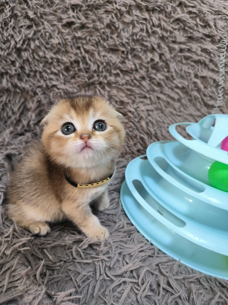 Котята от правильной вязки