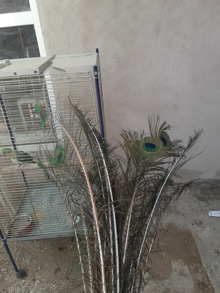 Tovus patlari chiroyli