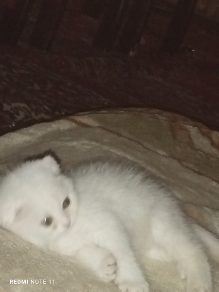 Кошка 2 месяца. Продается.