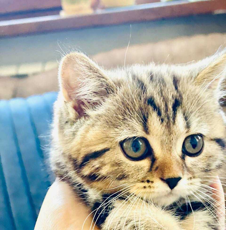 Brown Whiskas N22 Scottish Stright – Девочка; (Скоттиш Страйт) СКИДКА