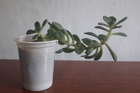 Xona gullari (aloe, dollar guli, kalanxoe, kaktus)