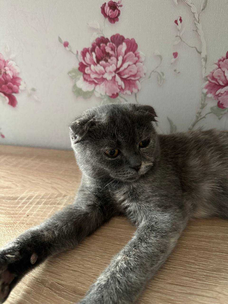 Вислоухая британская кошка