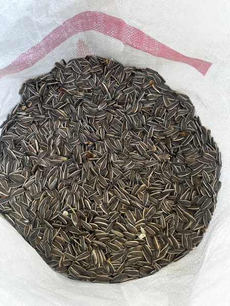 semechka sotiladi. Gibrid semechka. Urug’i turkiyaniki