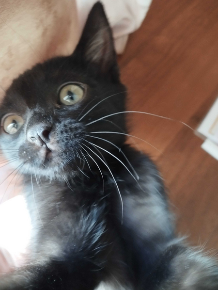 Котик в хорошие руки